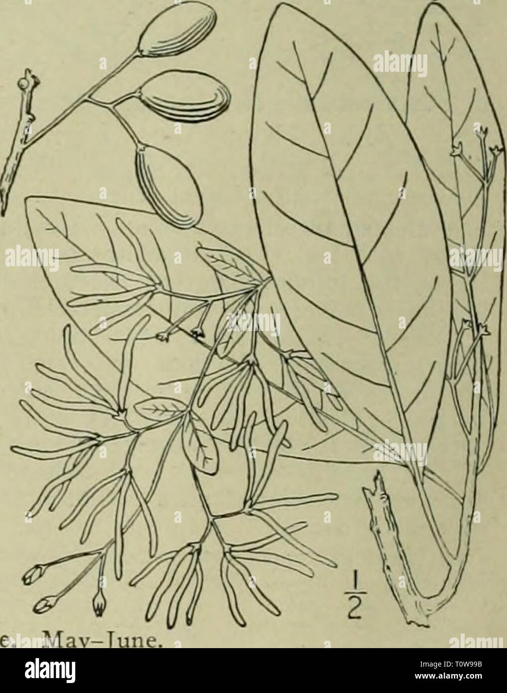 An illustrated flora of the Stock Photo - Alamy