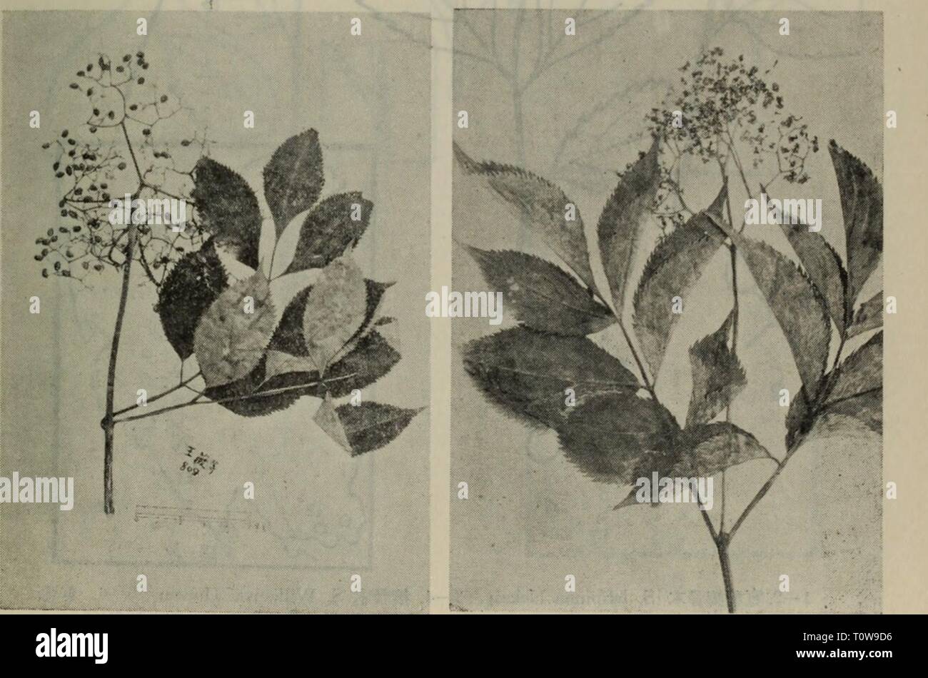 dong bei mu ben zhi Stock Photo - Alamy