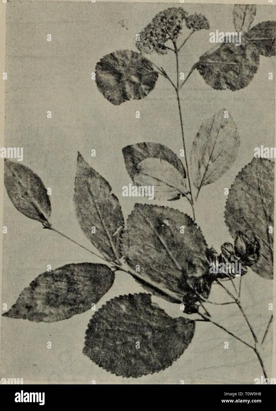 dong bei mu ben zhi Stock Photo - Alamy