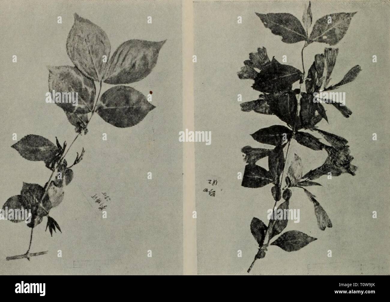 dong bei mu ben zhi Stock Photo - Alamy