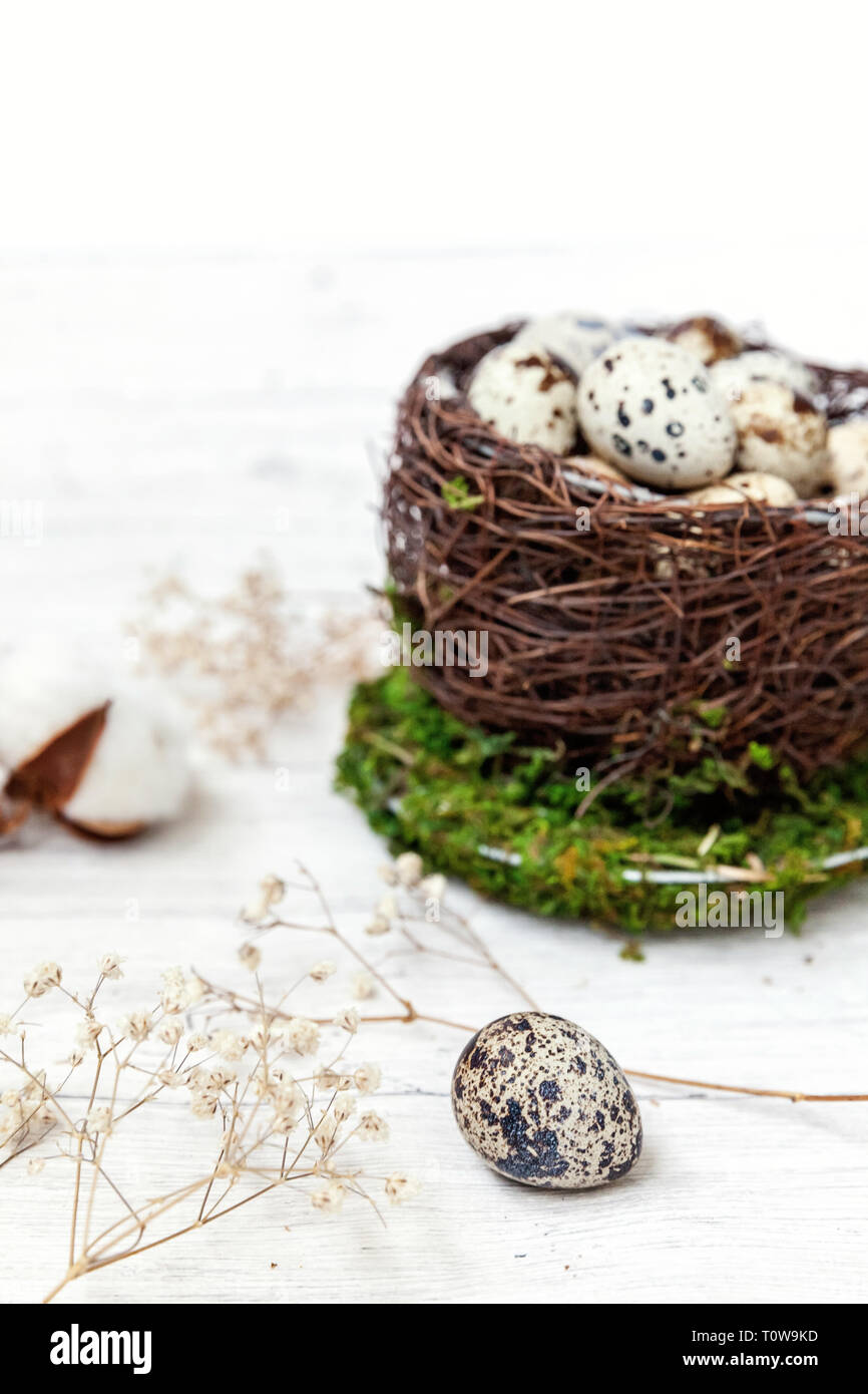 Easter decoration with egg in nest cup and cotton on white wooden ...
