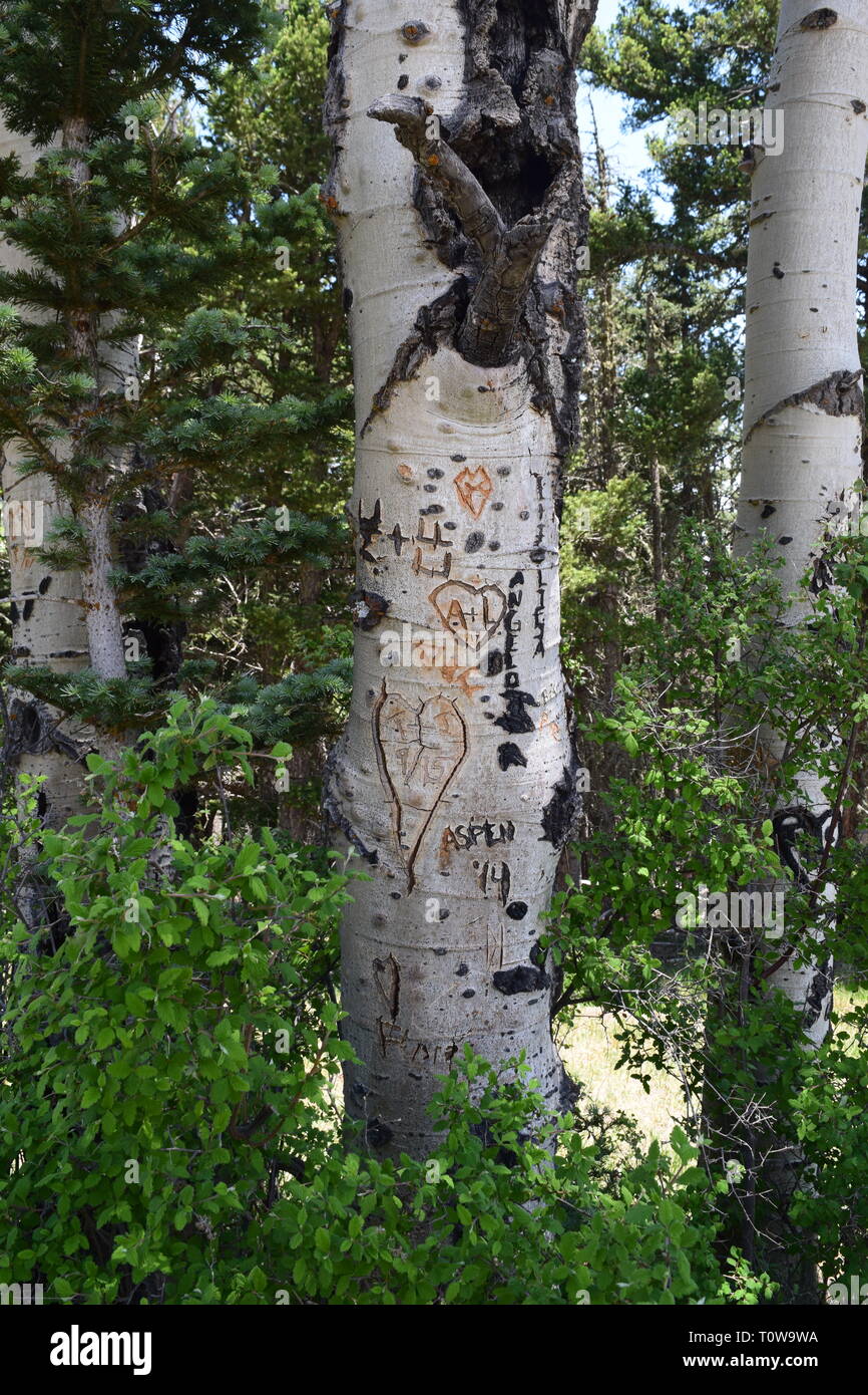 Lots of love proclaimed on one tree Stock Photo - Alamy