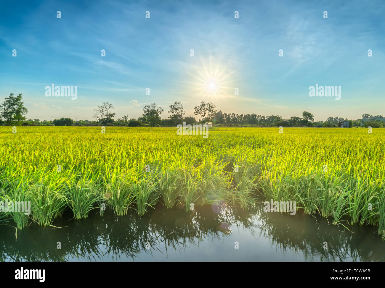 Ripe sunlit rice fields promise a bumper crop for farmers Stock Photo ...
