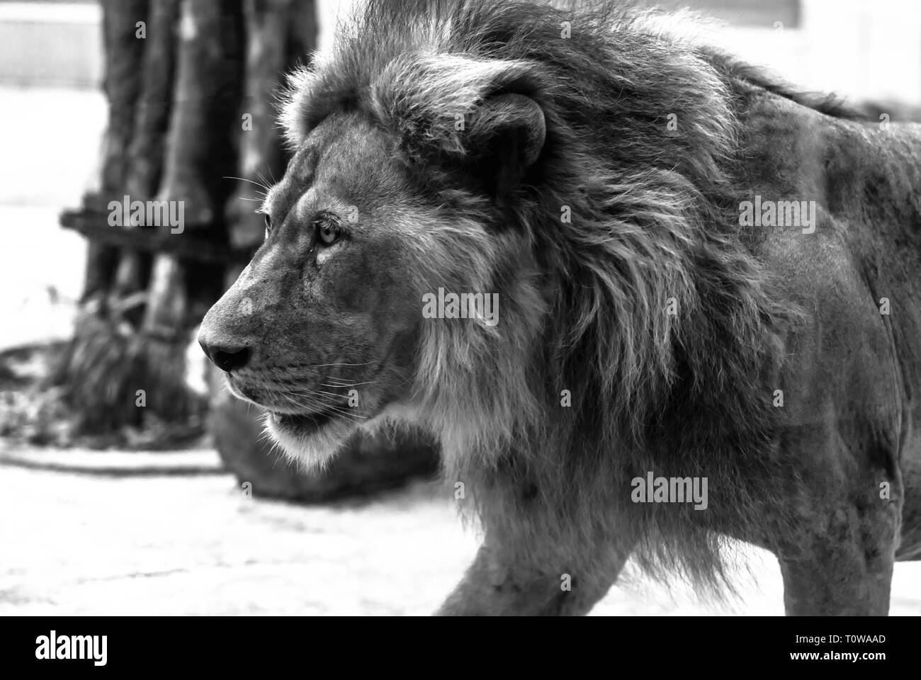 Portrait of lion head in heroic hunting posture Stock Photo - Alamy