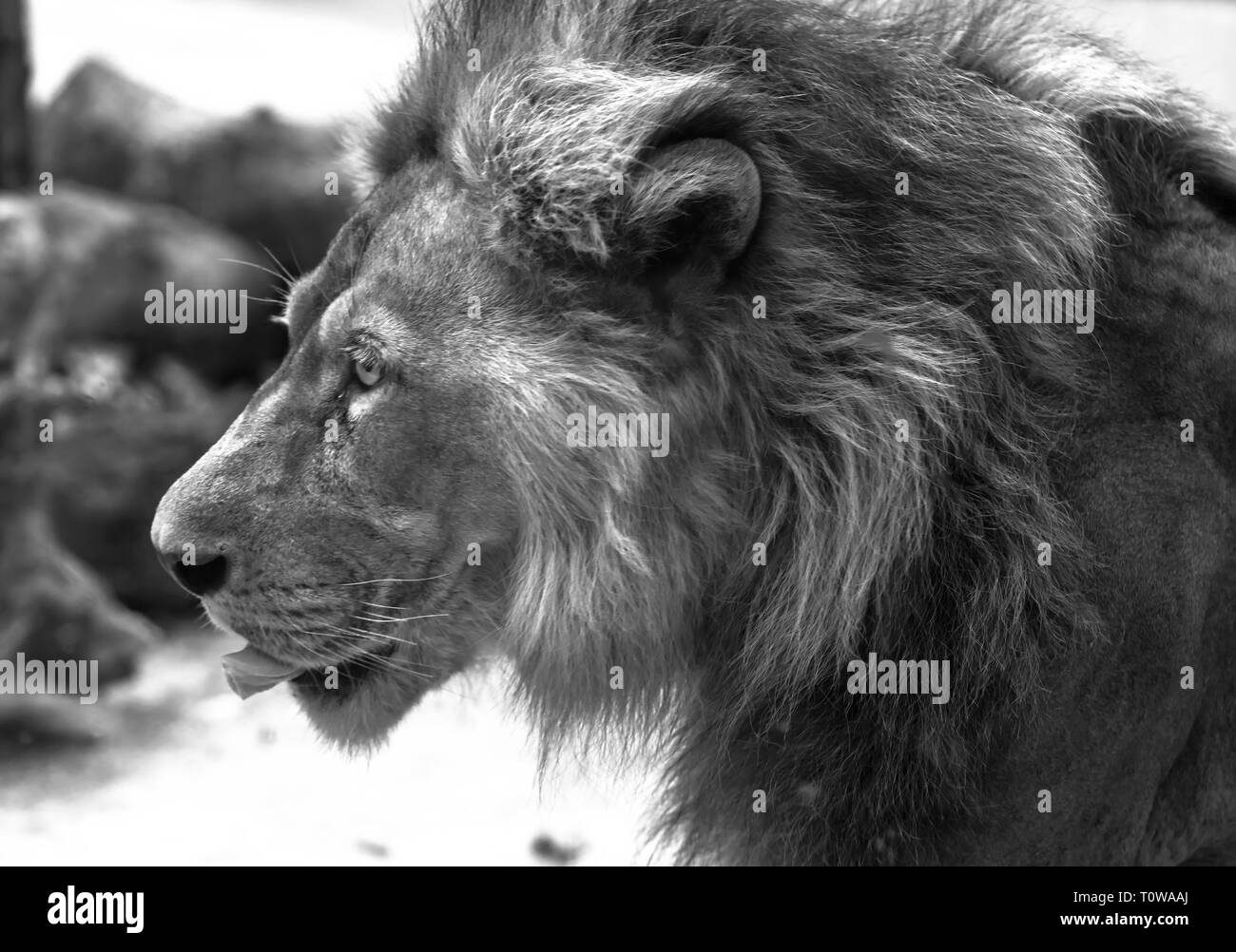 Heroic animals hi-res stock photography and images - Alamy