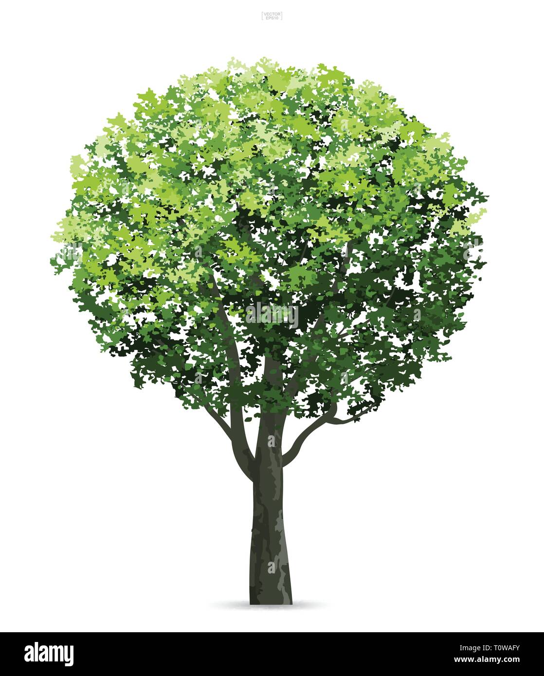 Tree isolated on white background with soft shadow. Use for landscape ...