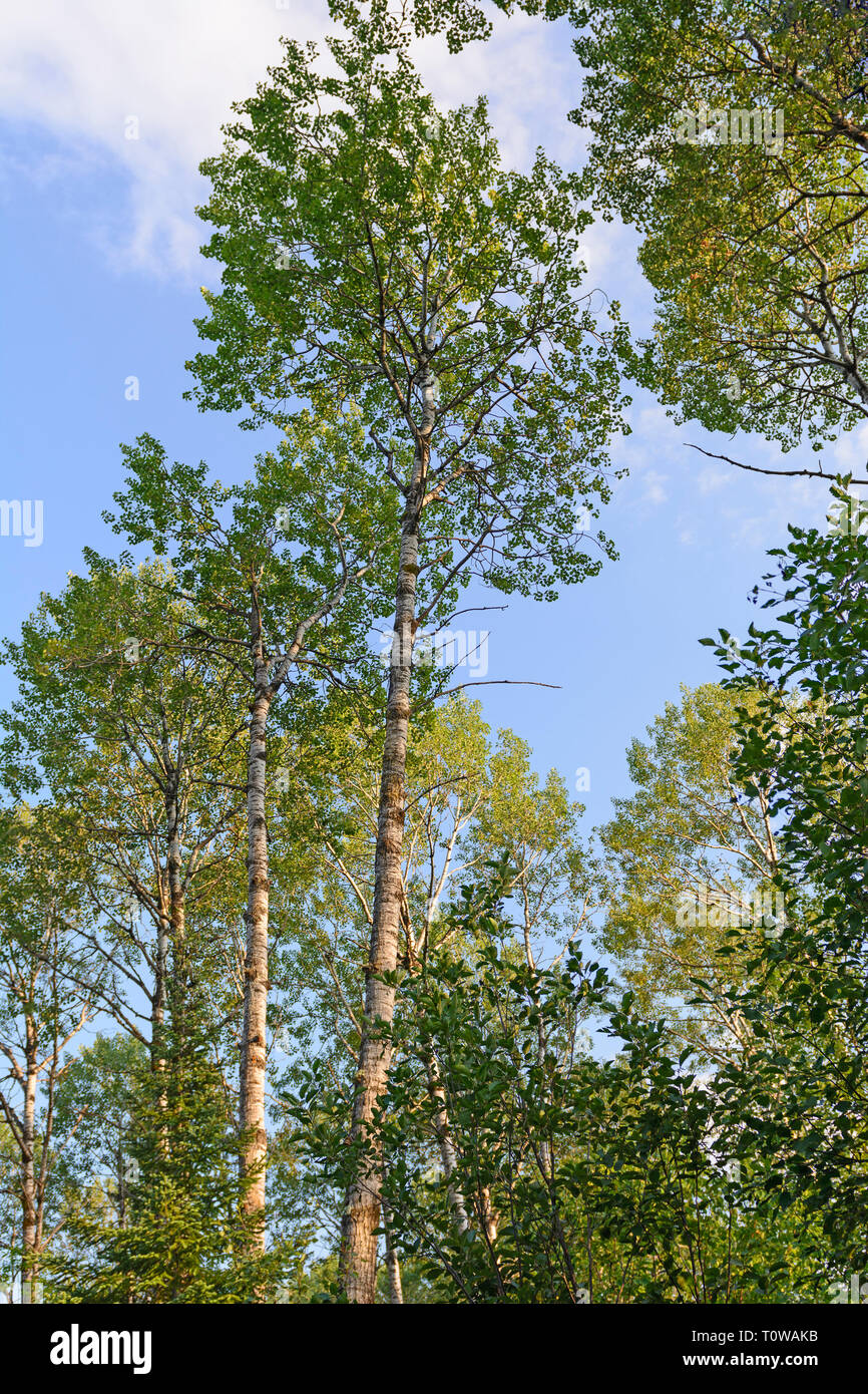 Sioux Narrows Provincial Park High Resolution Stock Photography and ...
