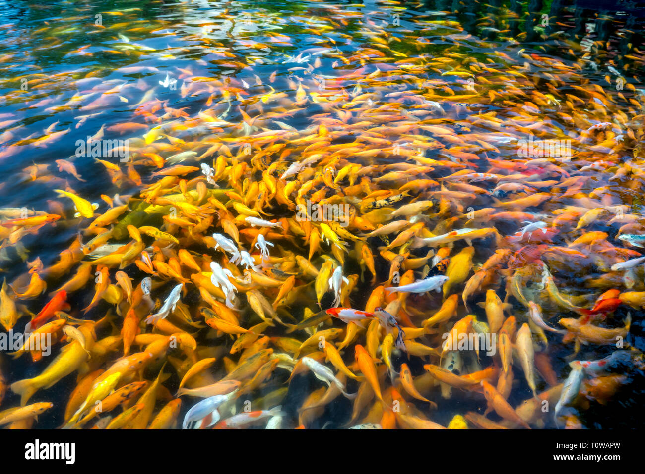 Colorful koi carp or fancy carp fish group in pond Stock Photo - Alamy