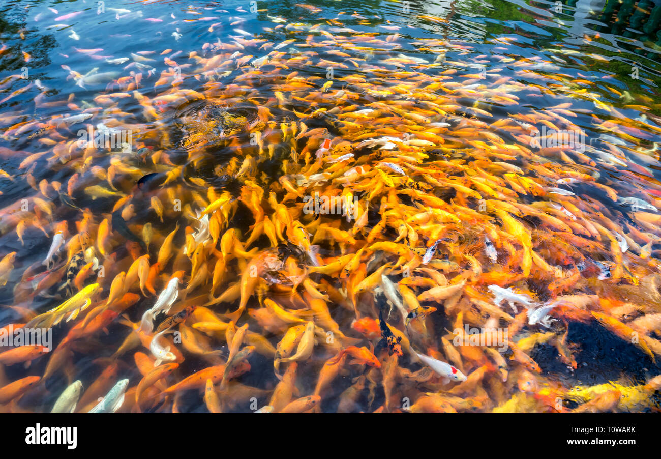 Colorful koi fish glide hi-res stock photography and images - Alamy