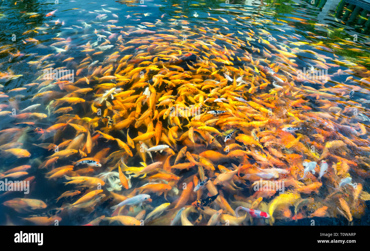 Group fancy carp underwater hi-res stock photography and images - Alamy