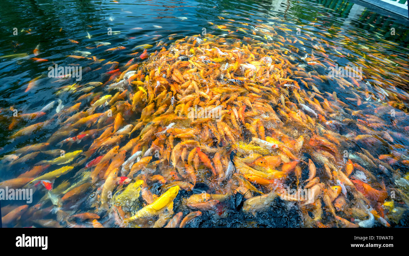 Group freshwater fish swimming above hi-res stock photography and ...