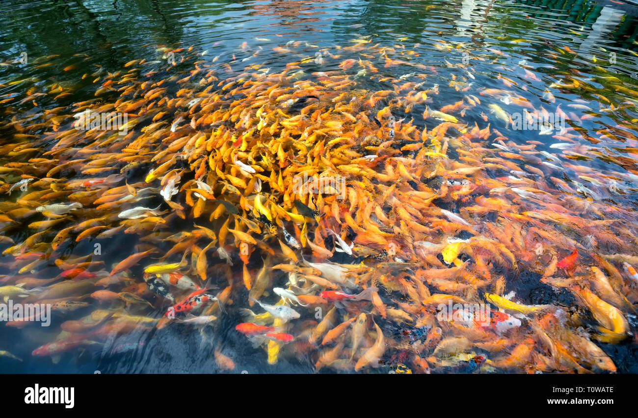 Group fancy koi carp hi-res stock photography and images - Alamy
