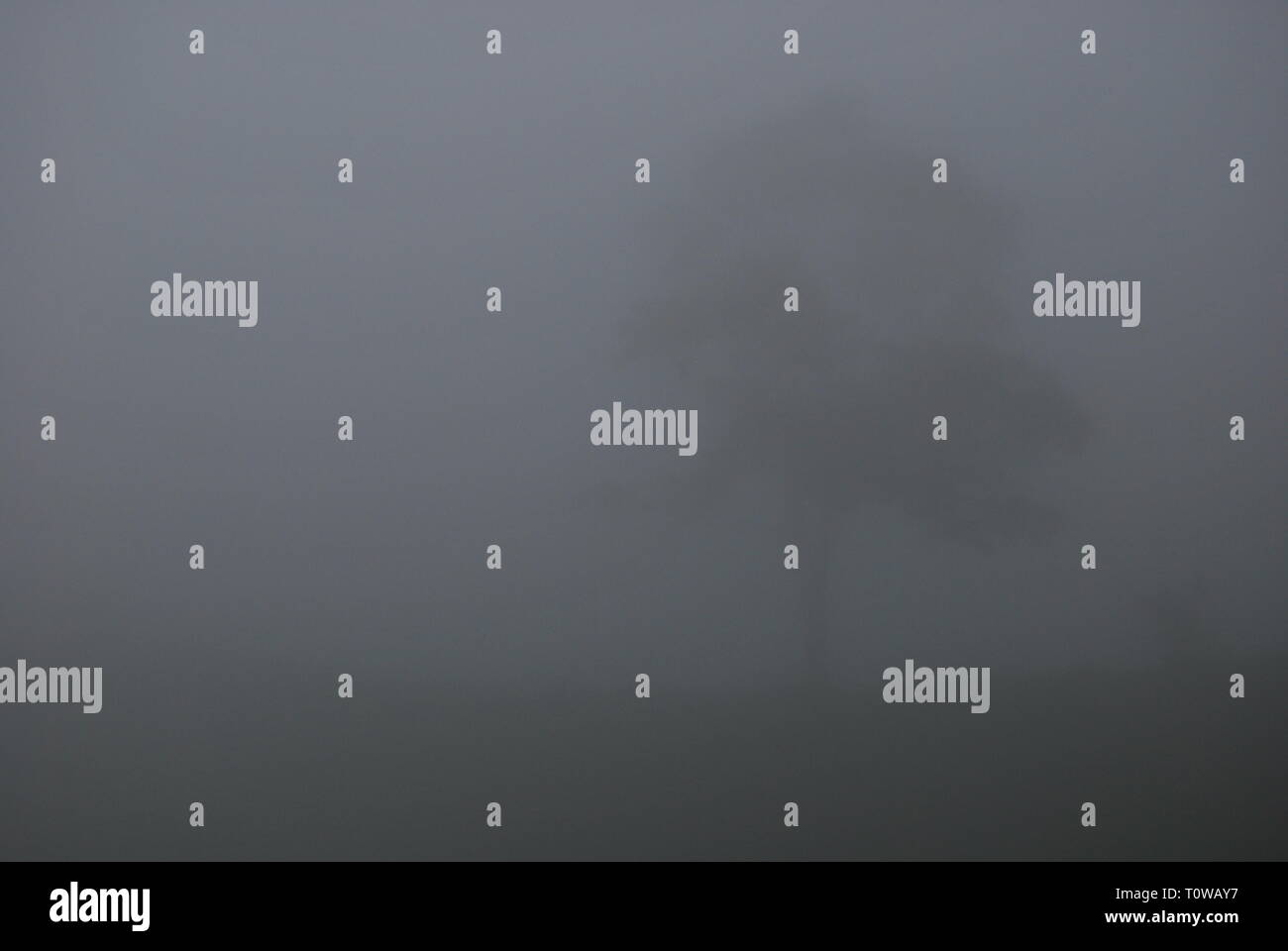 Tree seen through the mist Stock Photo - Alamy