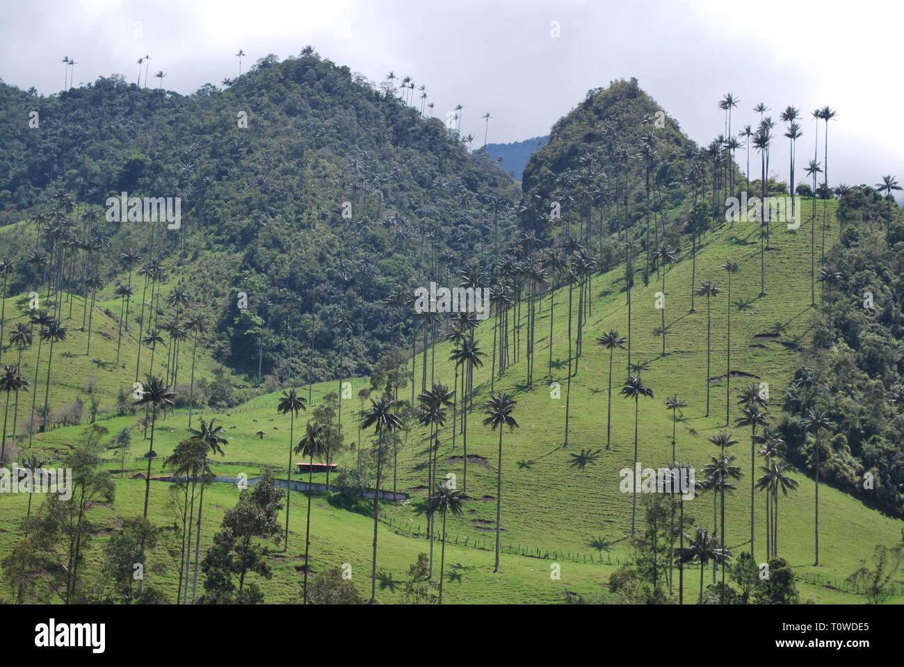 Salento is famous for cocora palms, the tallest palm trees in the world ...