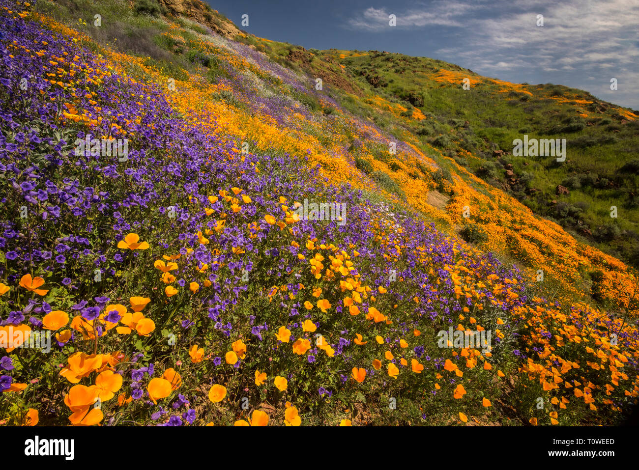 Superbloom california hi-res stock photography and images - Alamy