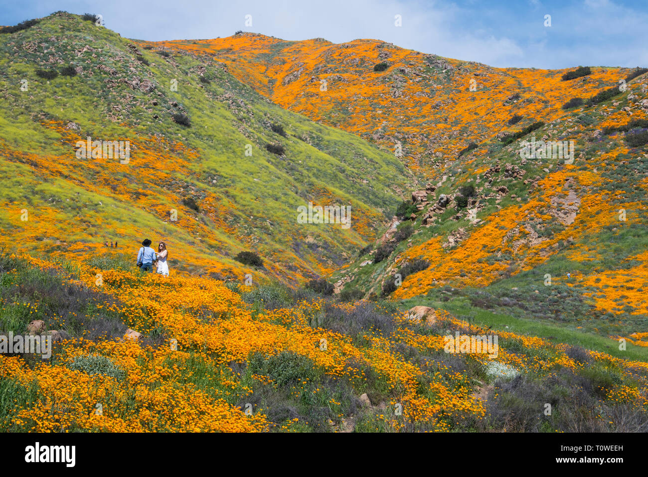 California superbloom wildflowers hi-res stock photography and images ...