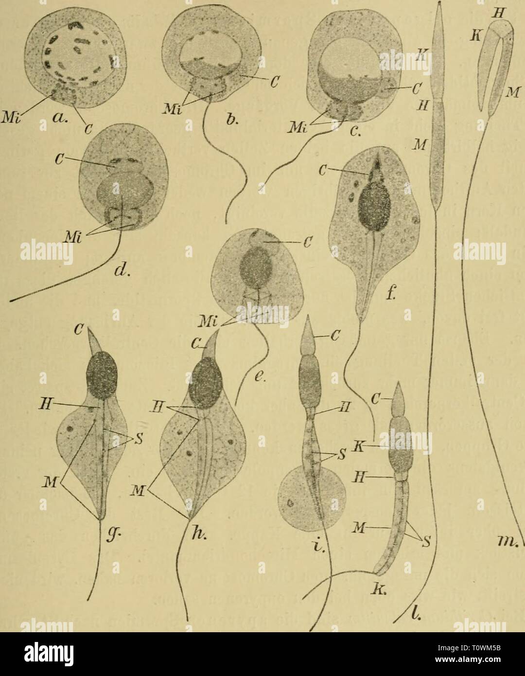 Spermatozoen High Resolution Stock Photography and Images - Alamy