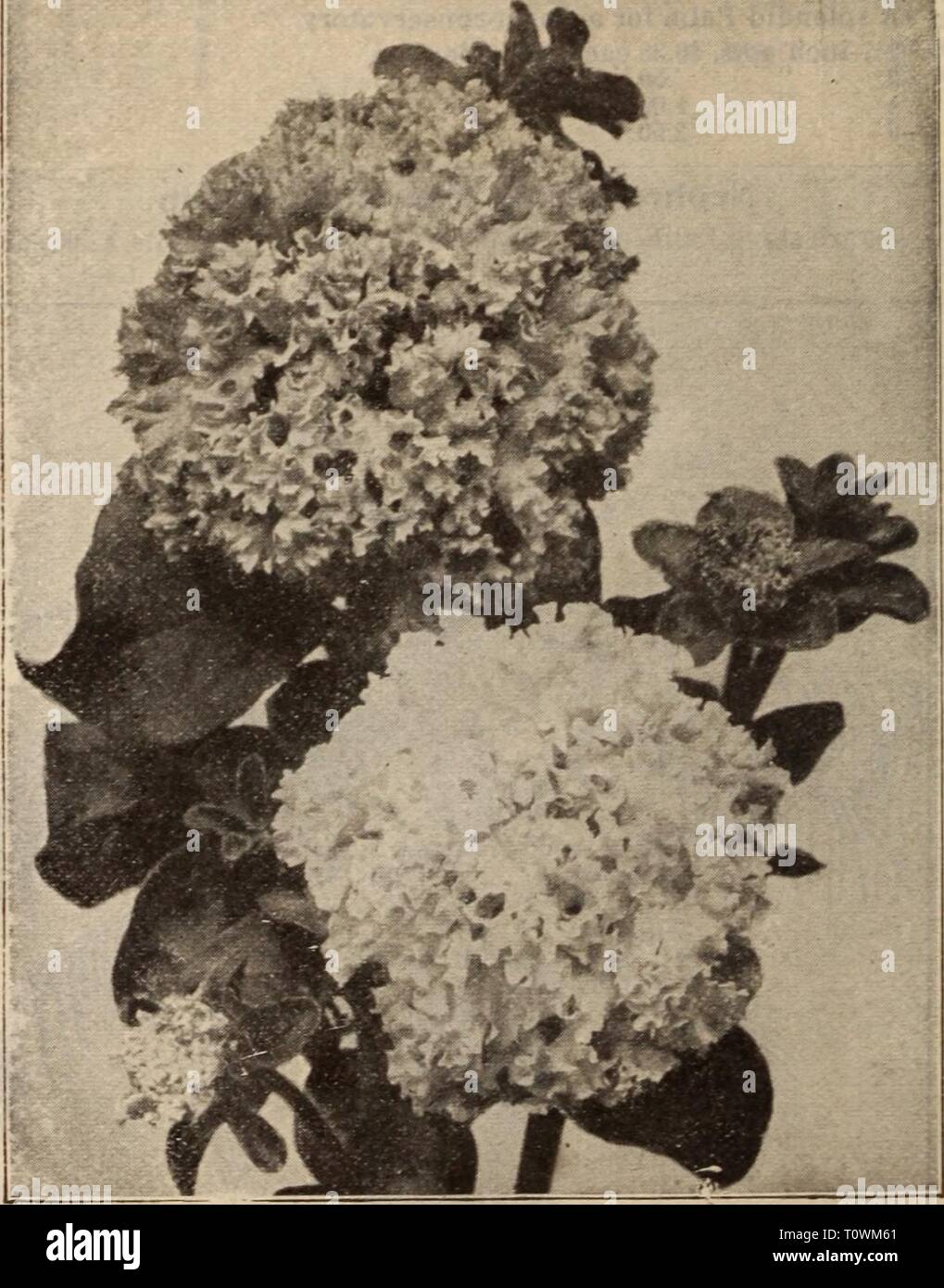 Variegated Primrose High Resolution Stock Photography and Images - Alamy