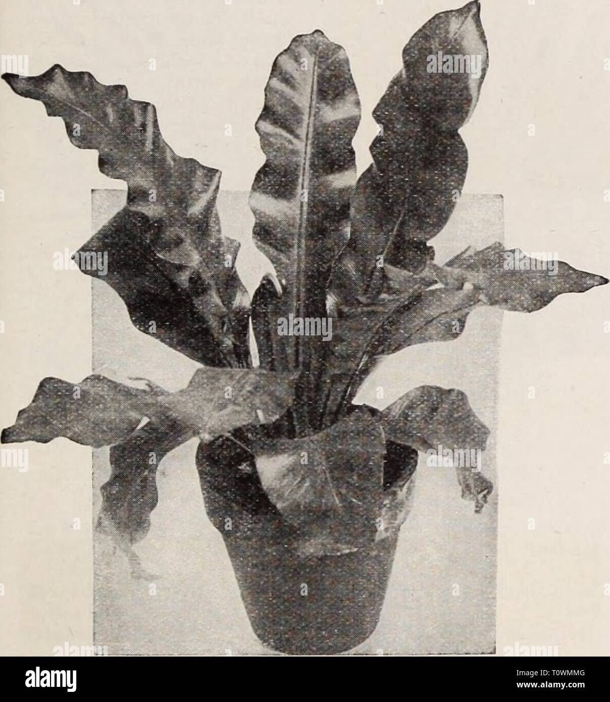 Fine leaved form hi-res stock photography and images - Alamy