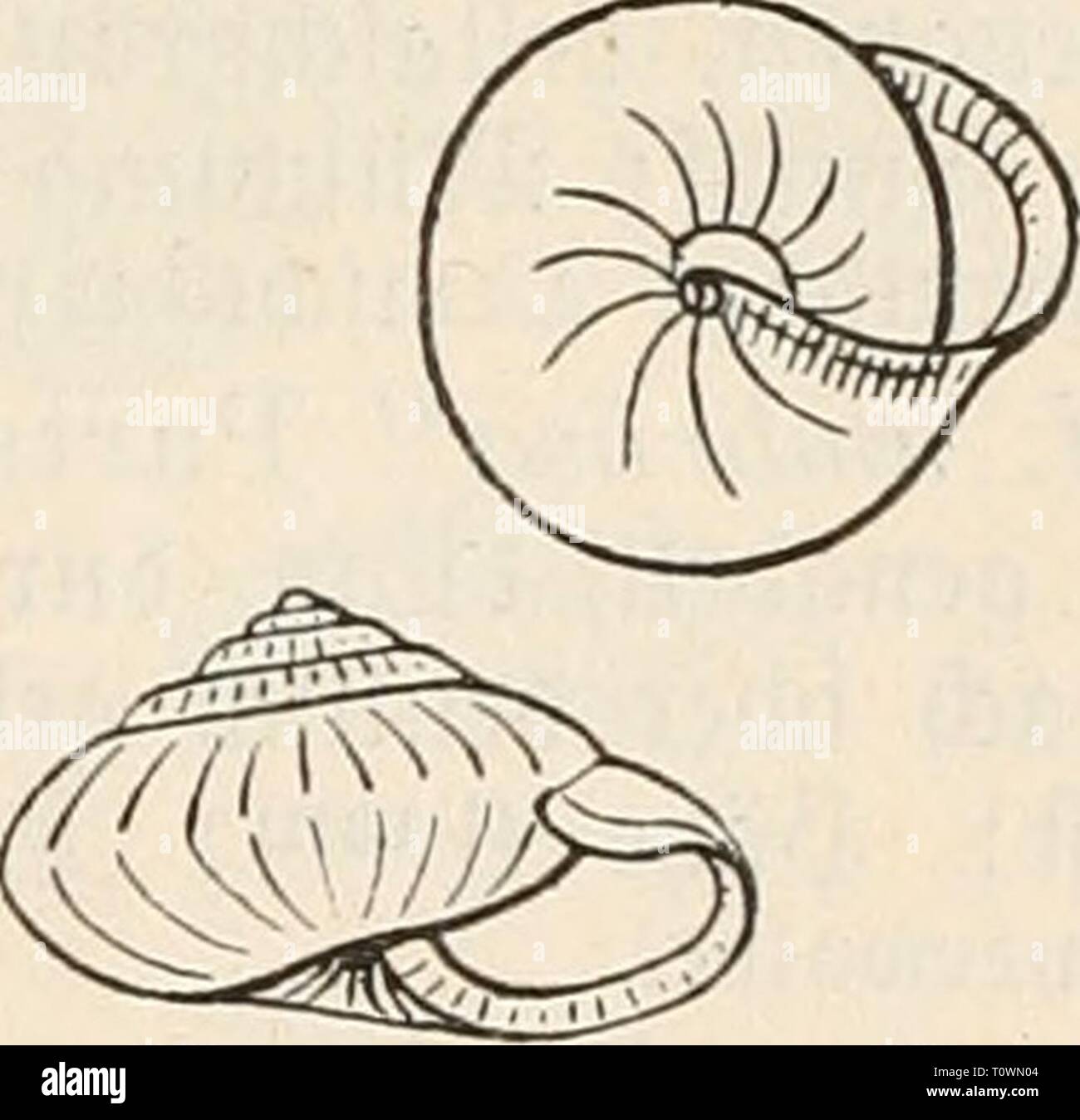 Dr Johannes Leunis Synopsis der Stock Photo - Alamy