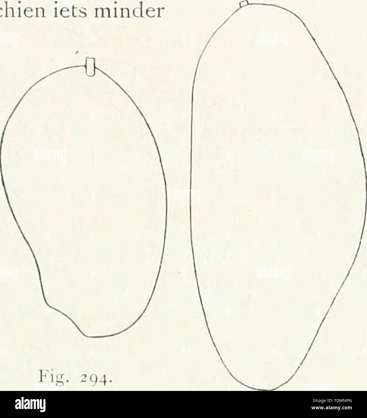 Mangifera indica l hi-res stock photography and images - Alamy