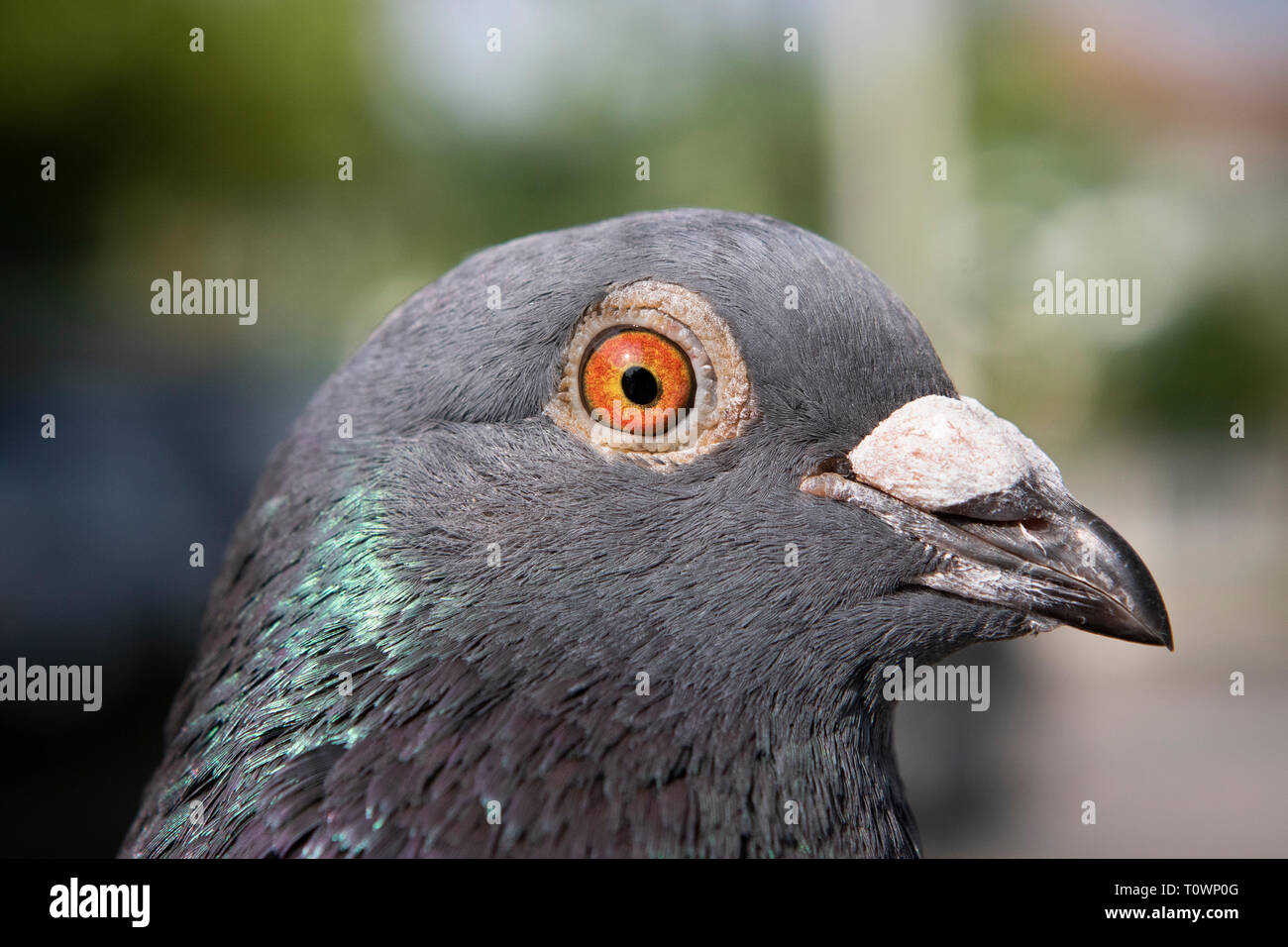 close up detail in eyes and head feather of homing pigeon bird Stock ...