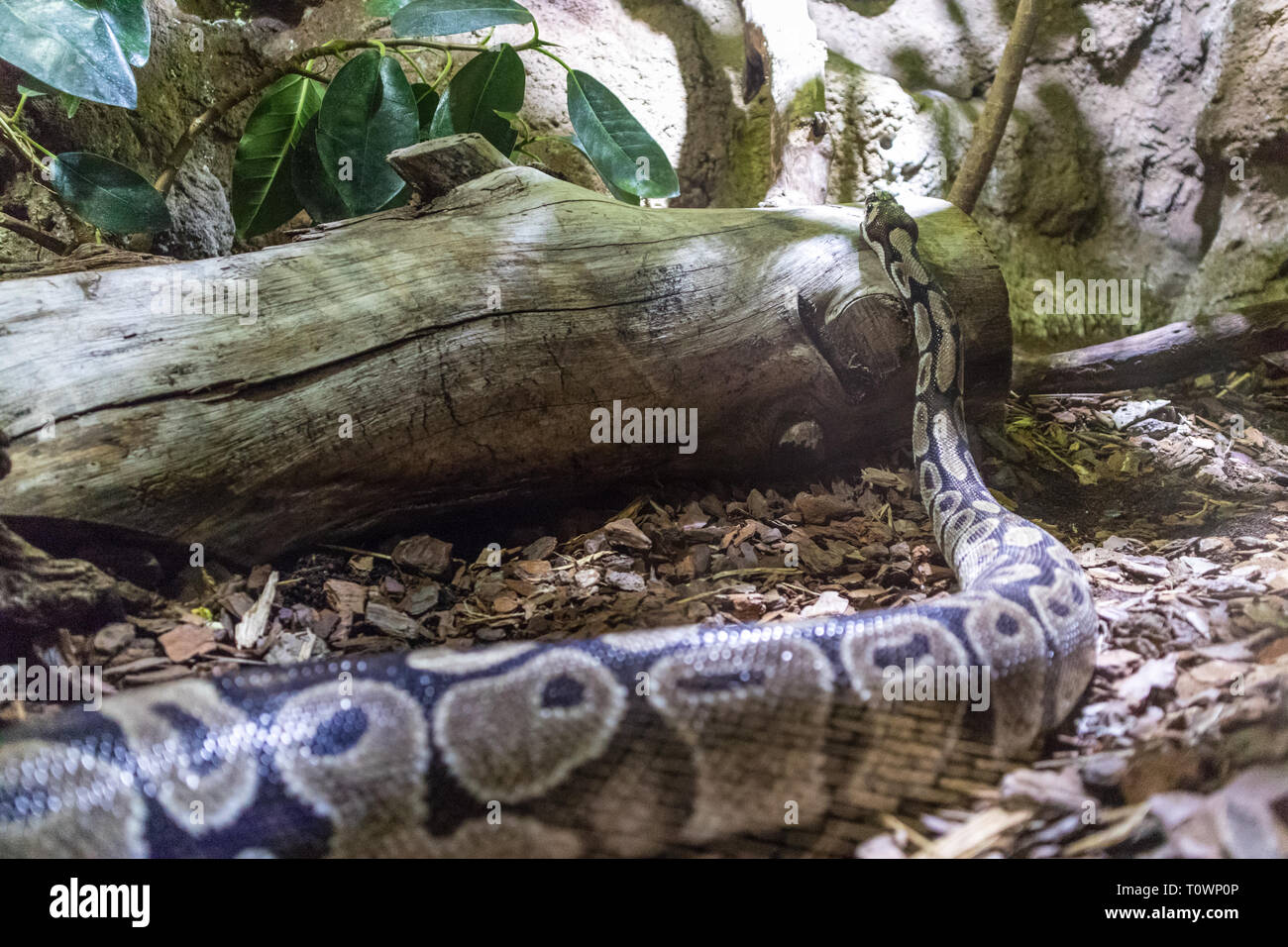 The ball python, Python regius, also known as the royal python Stock ...
