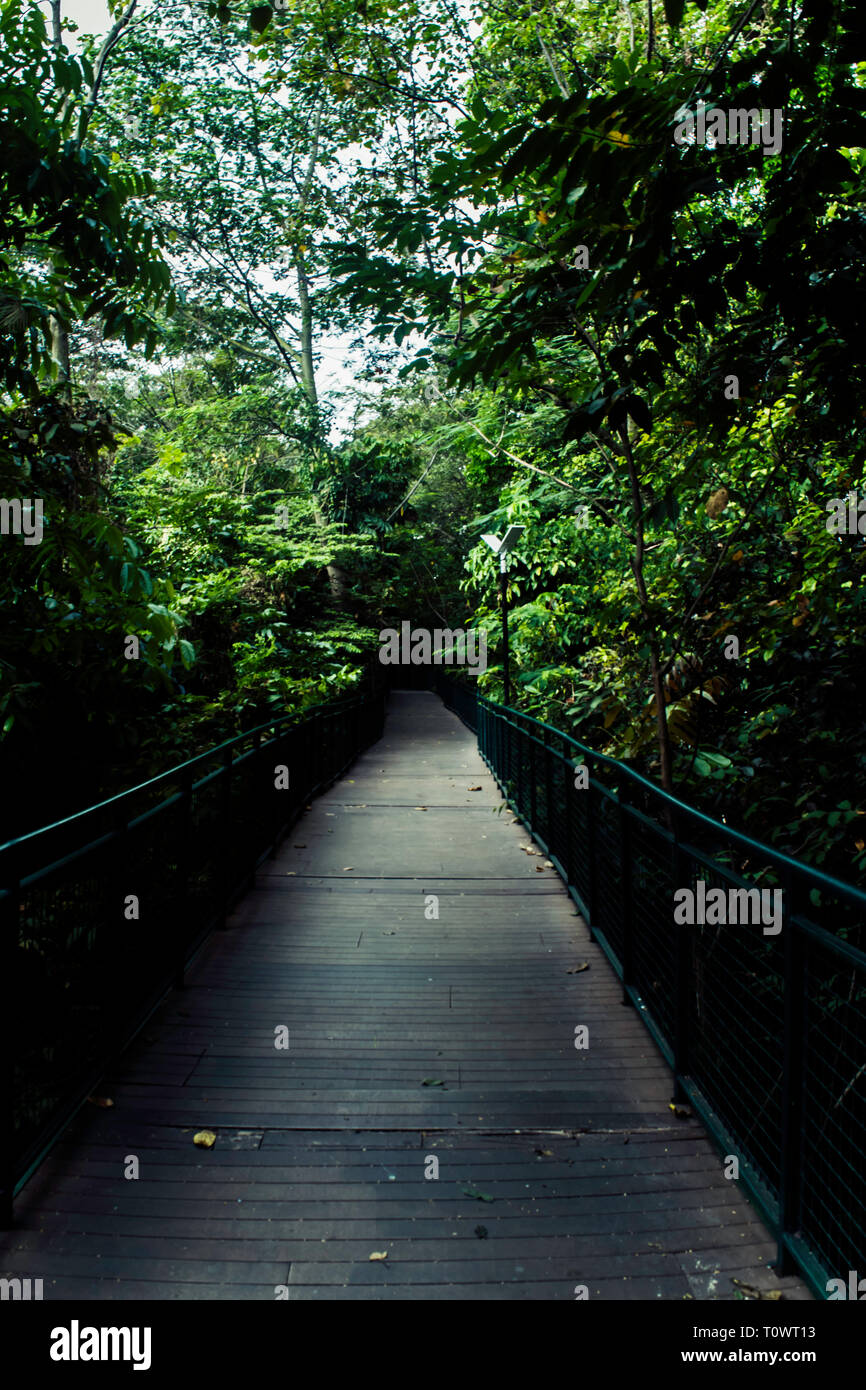 forest walk city Stock Photo - Alamy