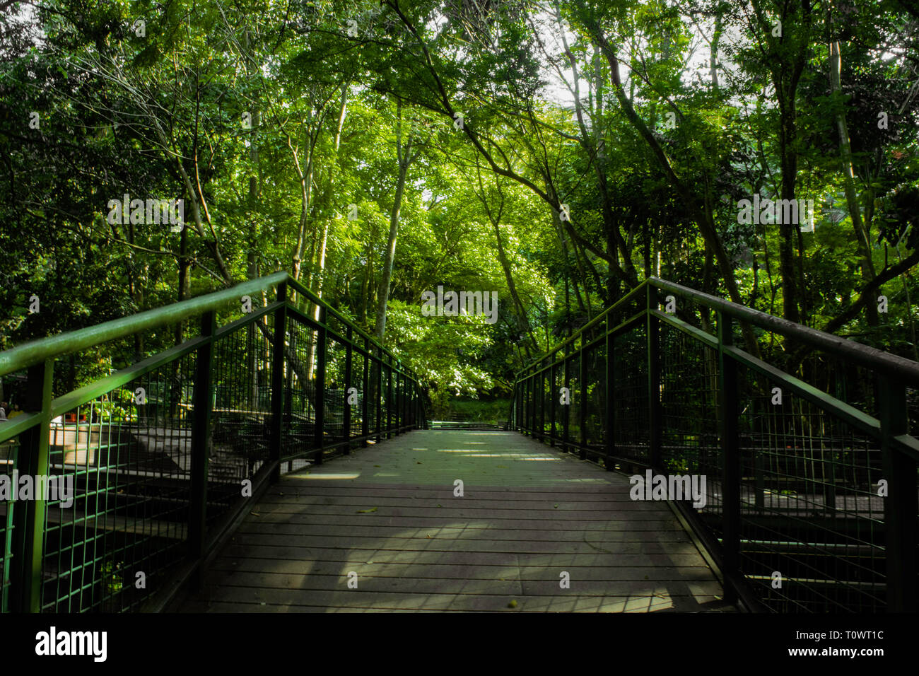 Jungle walk panorama hi-res stock photography and images - Alamy