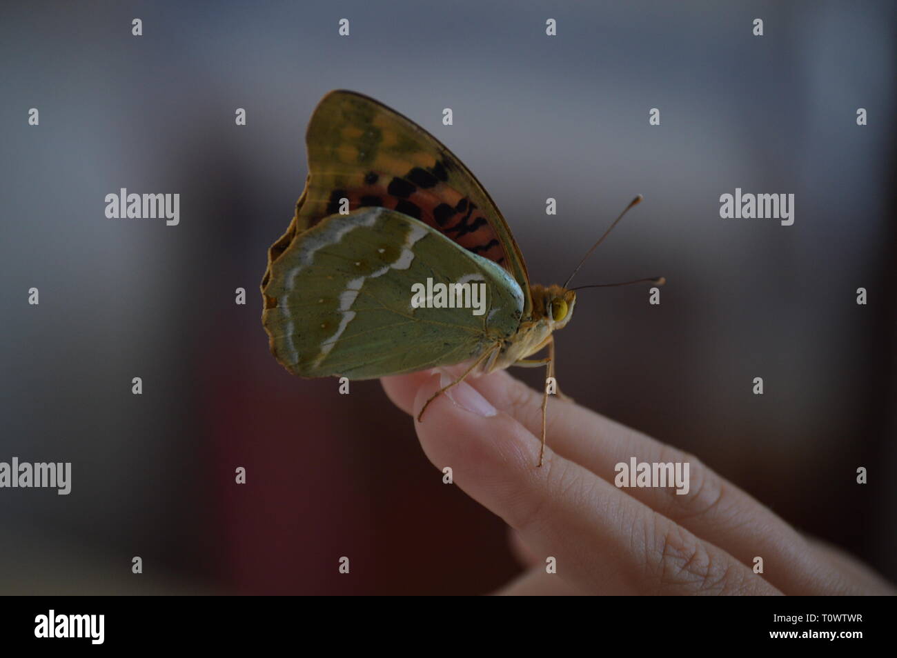 The Cardinal butterfly (Argynnis pandora) on fingers Stock Photo - Alamy