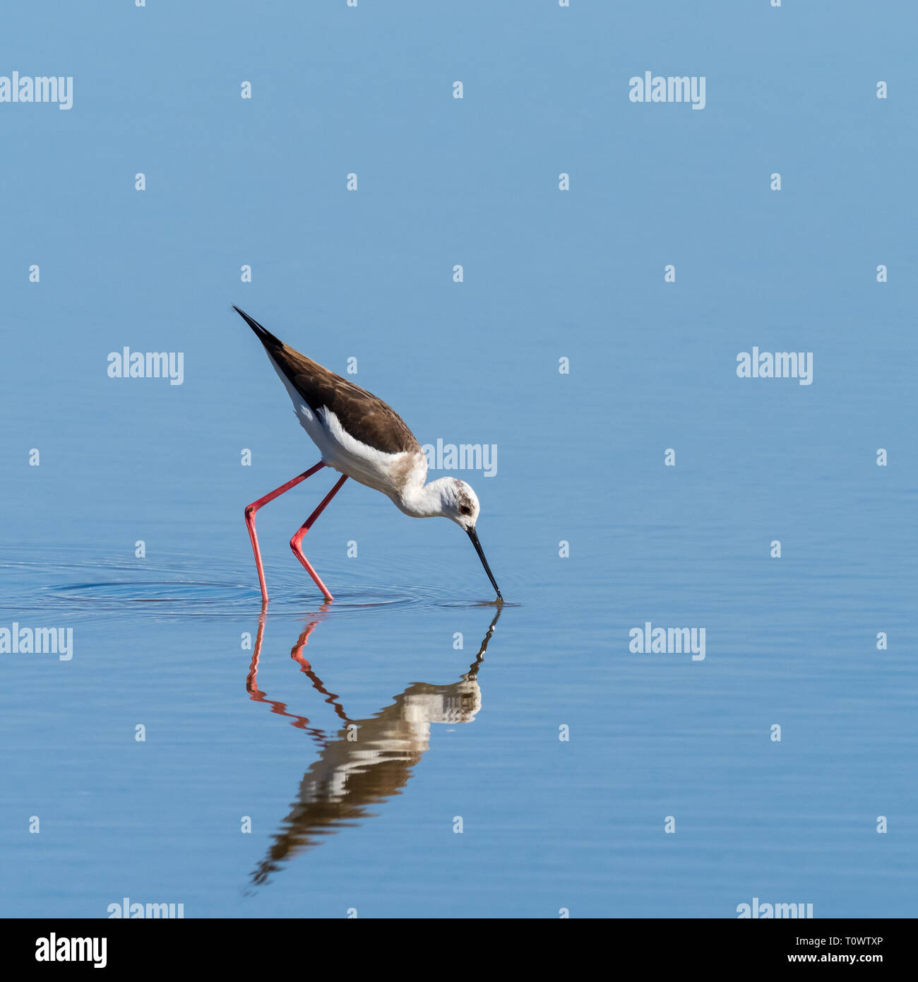 Black-winged stilt Natural Park S'Albufera de Mallorca Muro, Mallorca ...