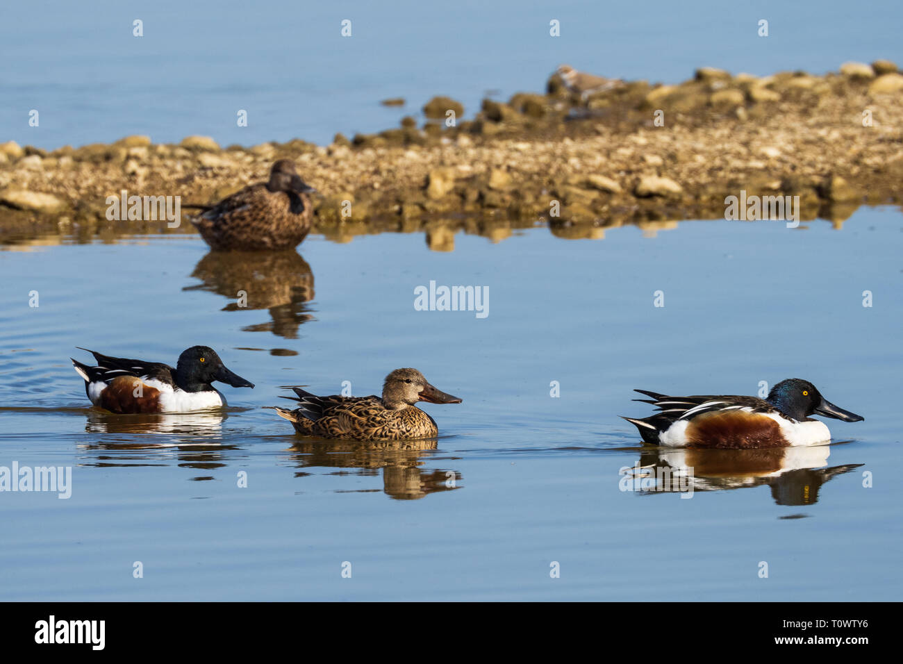 Fauna de mallorca hi-res stock photography and images - Alamy