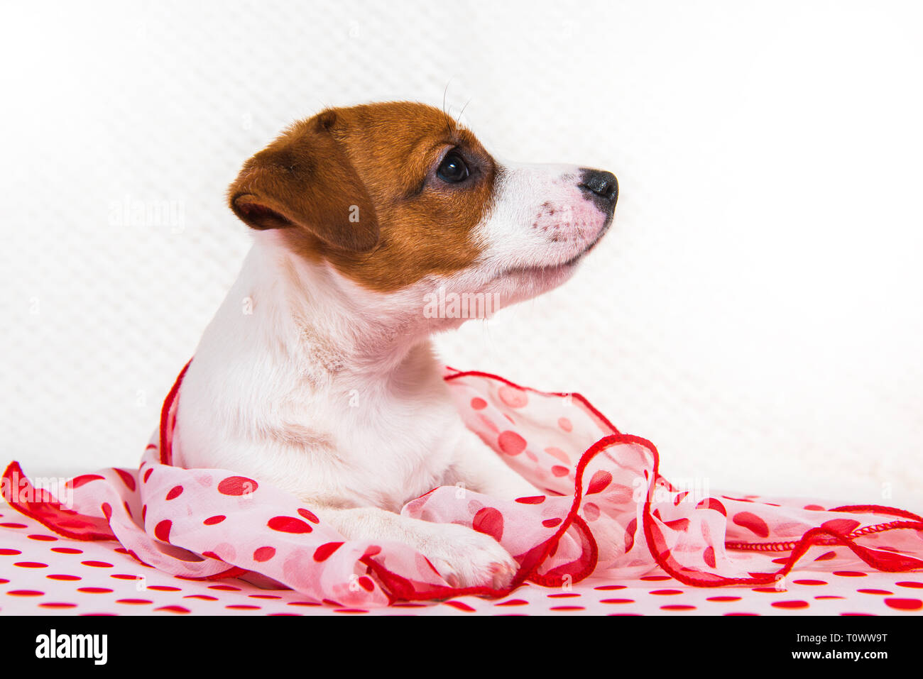 Jack Russell Terrier puppy dog in retro style Stock Photo - Alamy