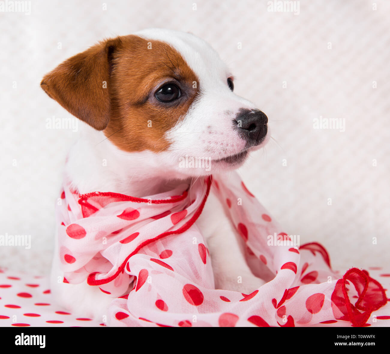 Jack Russell Terrier puppy dog in retro style Stock Photo - Alamy