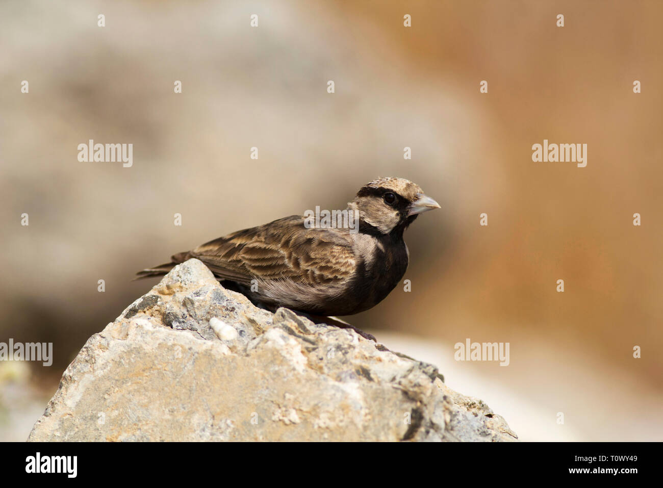 Ashy crowned finch lark, Eremopterix griseus, Male, Solapur ...