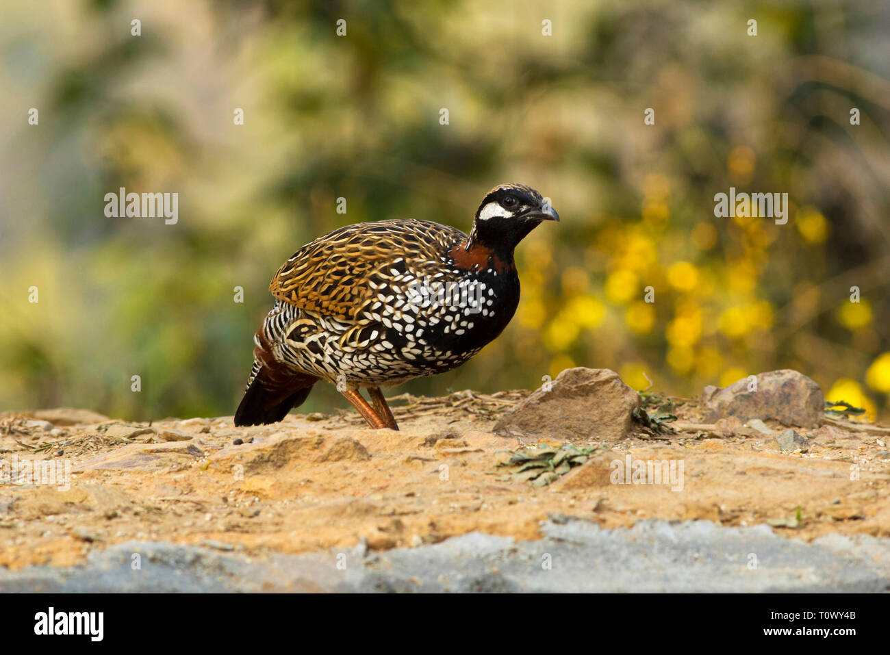 Black partridge (francolinus francolinus) hi-res stock photography and ...