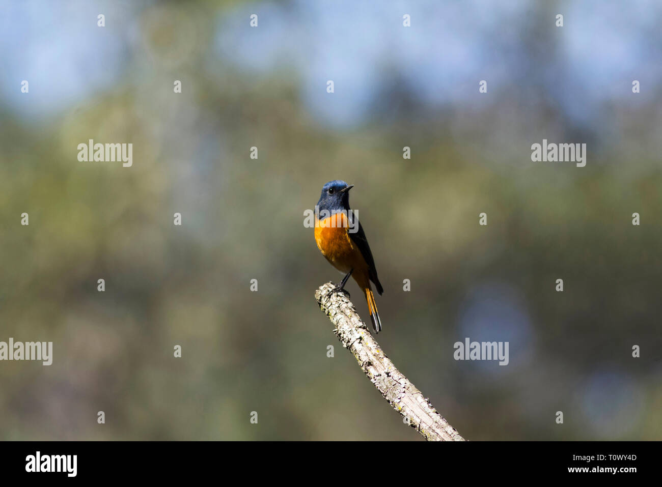 Blue fronted redstart, Phoenicurus frontalis, Sattal, Uttarakhand ...
