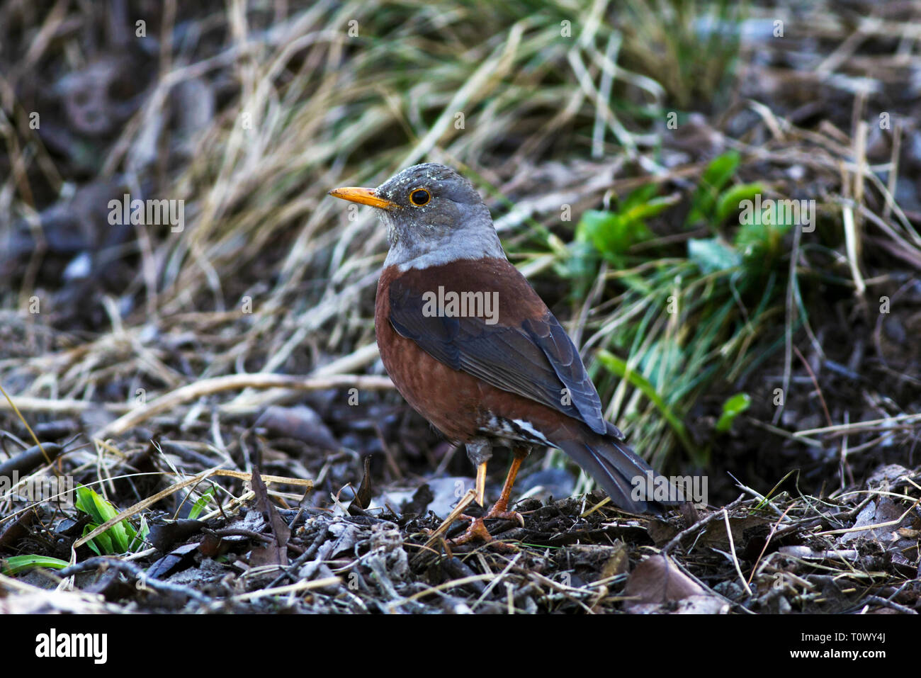 Chestnut thrush in thailand hi-res stock photography and images - Alamy