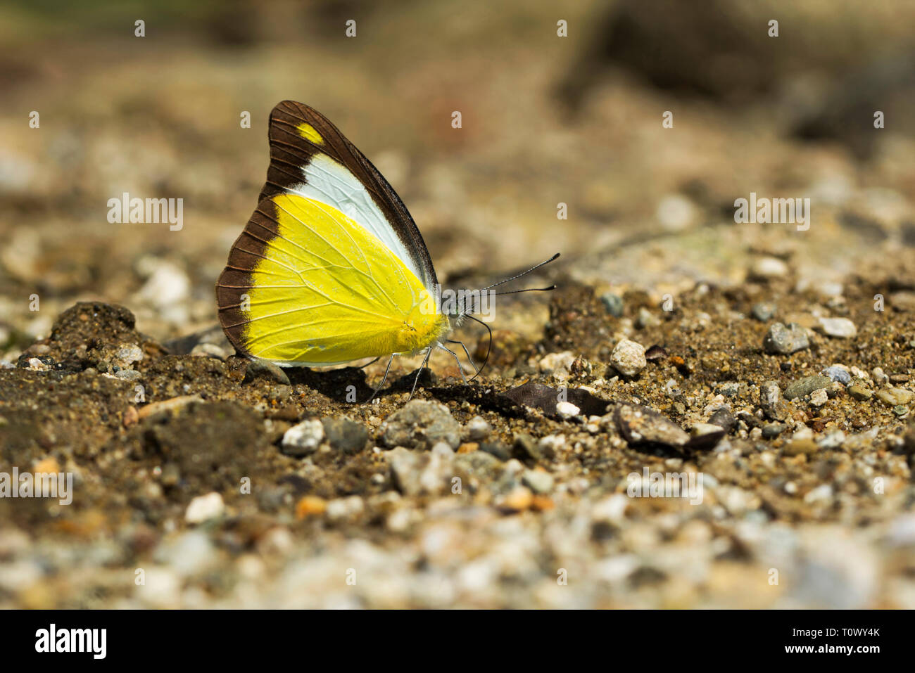 Morphinae hi-res stock photography and images - Alamy