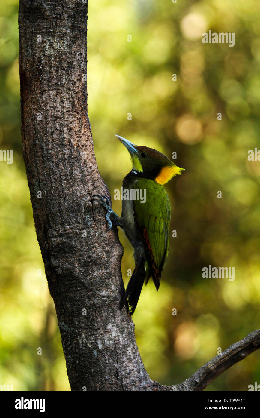 Greater yellow nape woodpecker bird hi-res stock photography and images ...