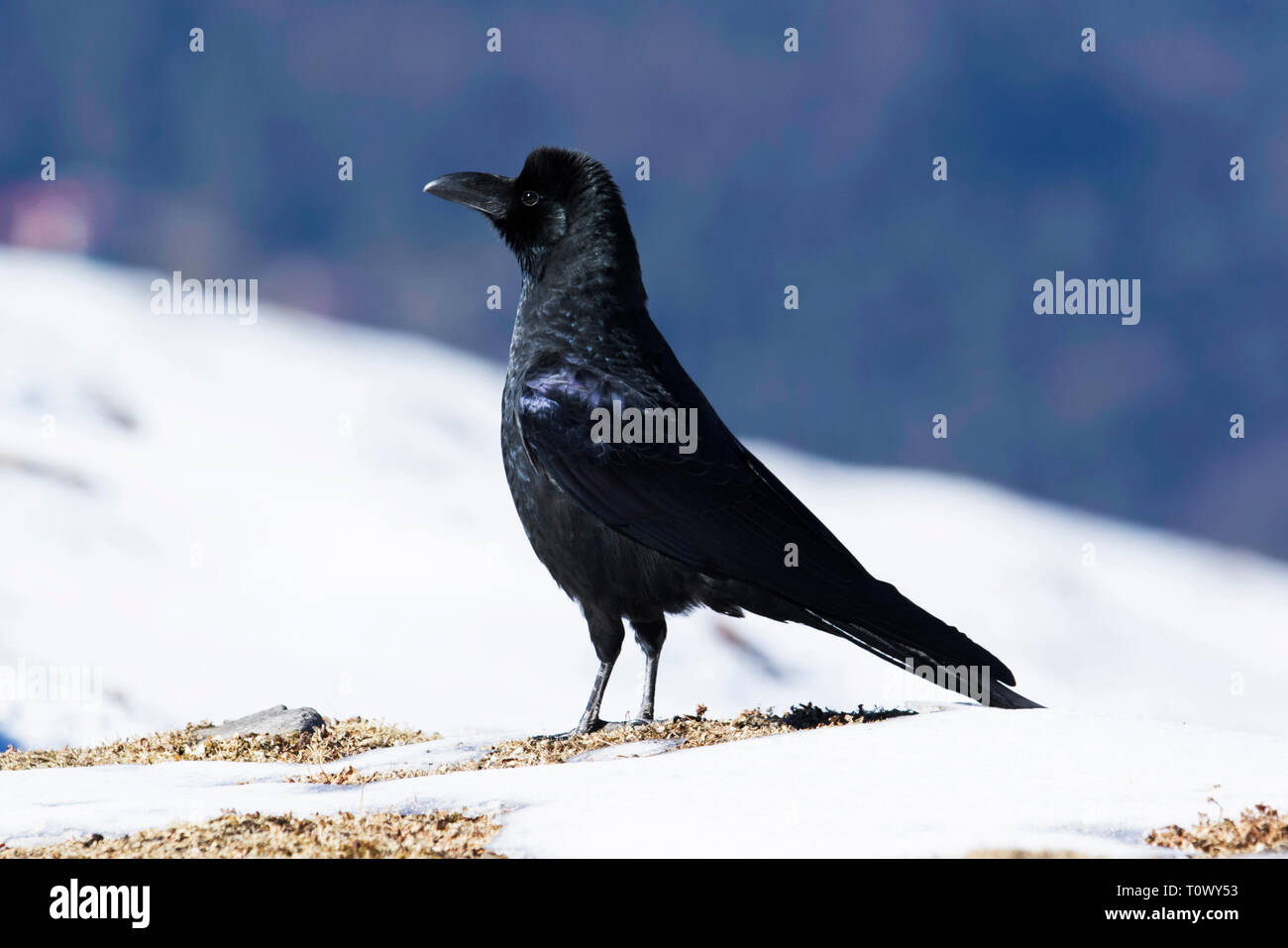 Long billed crow, Corvus macrorhynchos, Tungnath, Uttarakhand, India ...