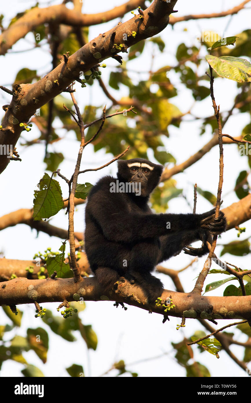 Mishmi hoolock gibbon, Hoolock hoolock mishmiensis, Namdapha tiger ...