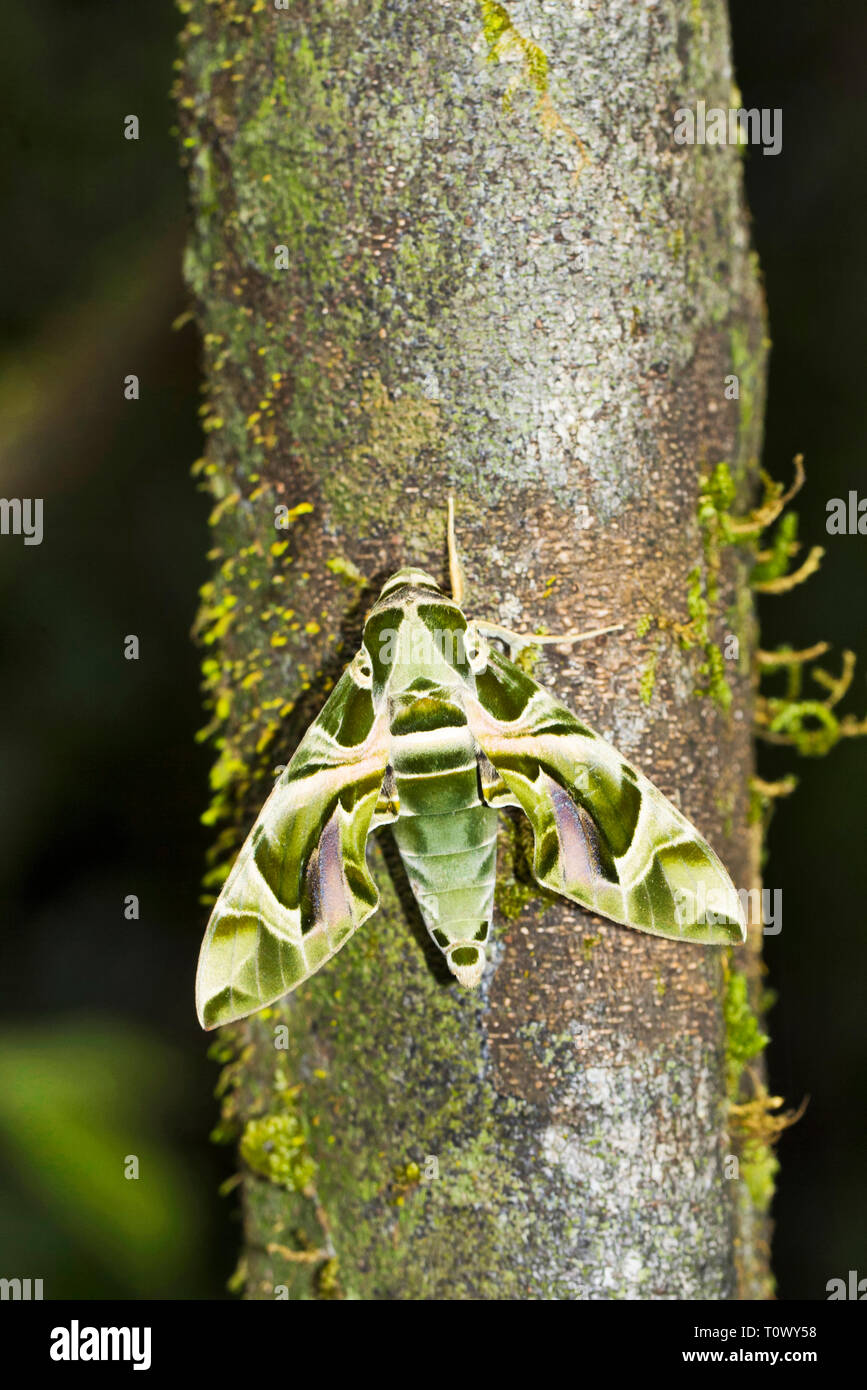 Army green moth hi-res stock photography and images - Alamy
