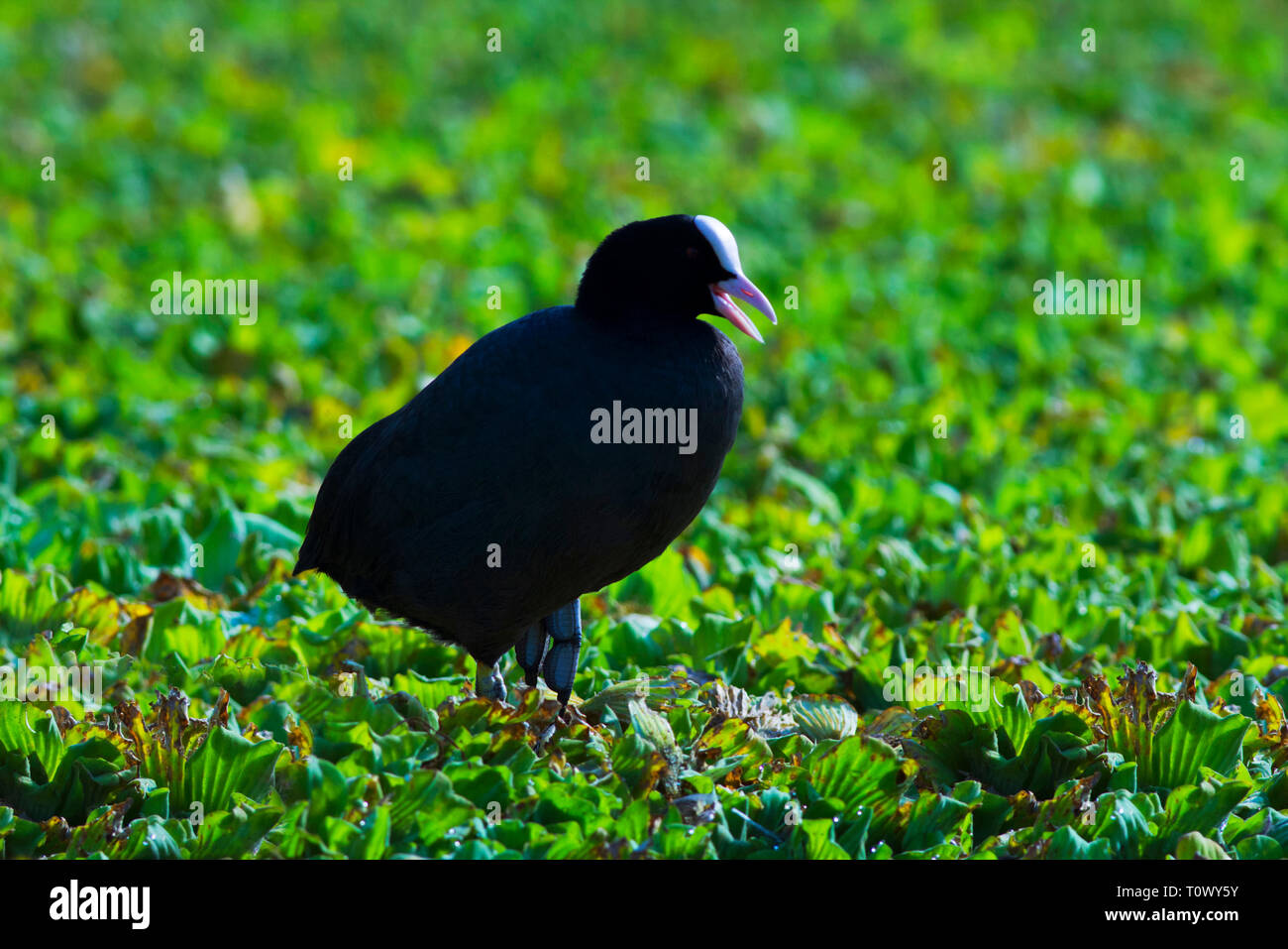 Common Coot, Kolhapur, Maharashtra, India Stock Photo - Alamy