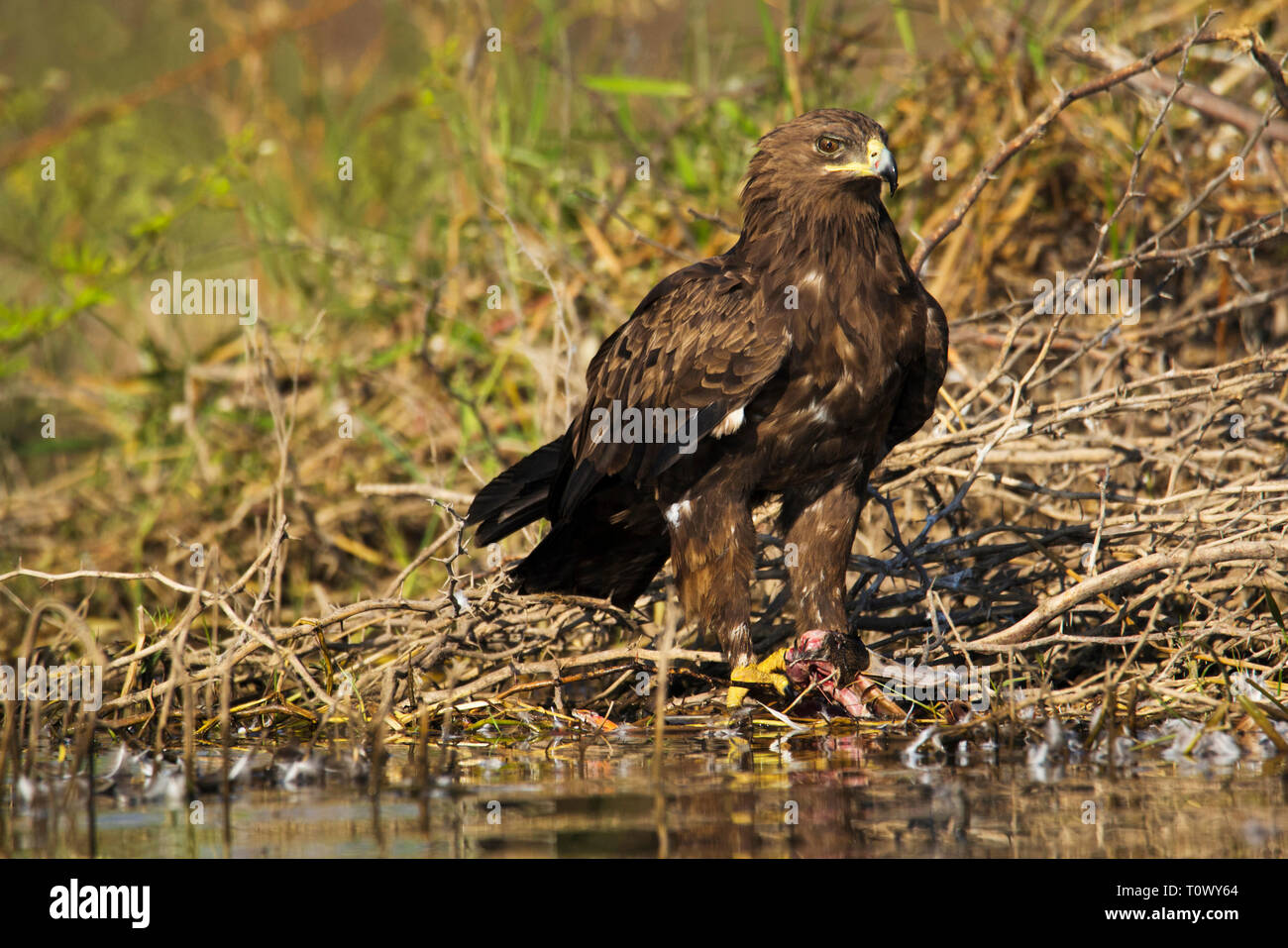 Greater spotted eagle, Bhigvan, Pune, Maharashtra, India Stock Photo ...
