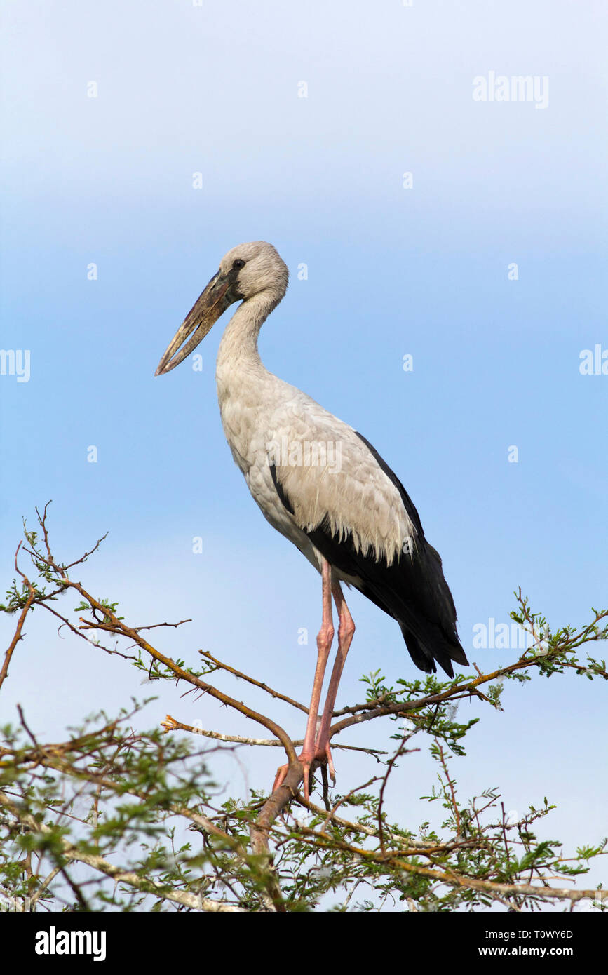 Asian openbilled stork hi-res stock photography and images - Alamy