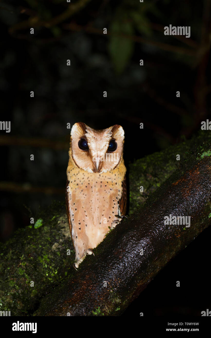 Sri Lanka bay owl, Phodilus assimilis, Valaparai, Tamilnadu, India ...