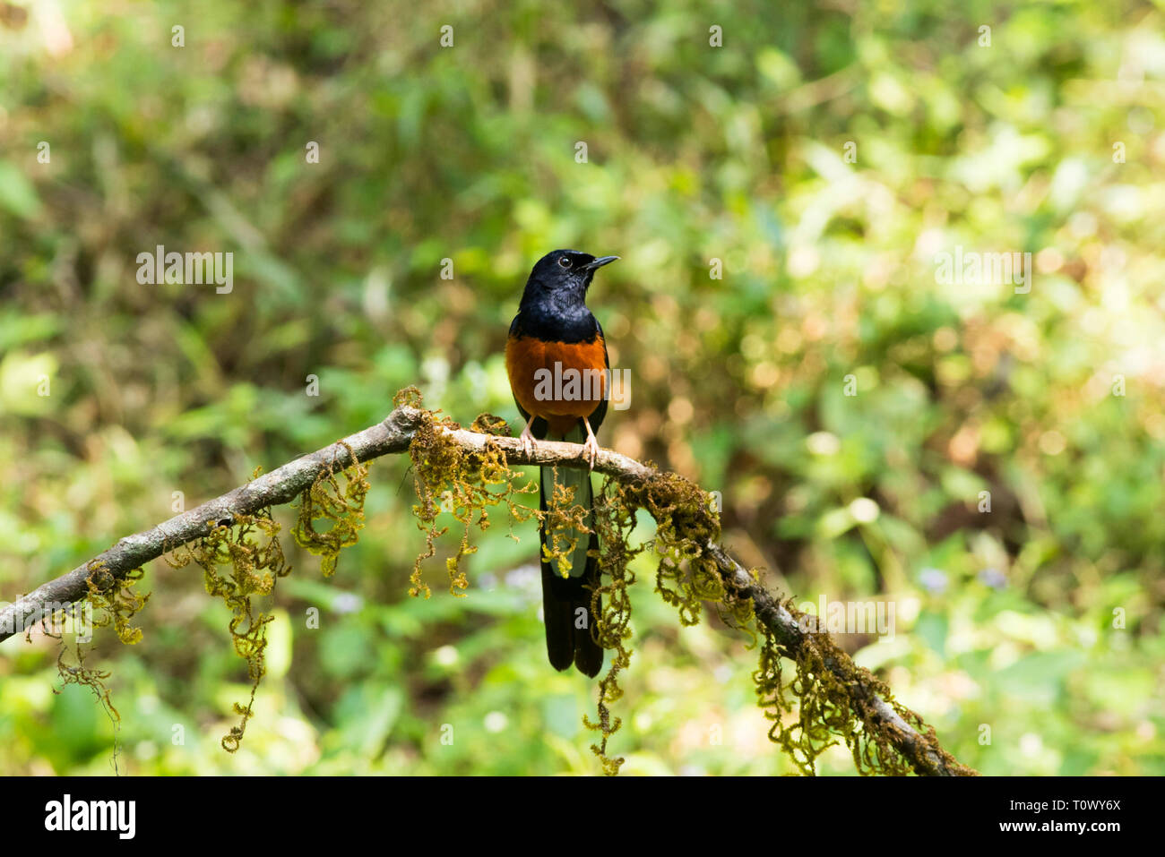 White - rumped Shama, Dandeli, Karnataka, India Stock Photo - Alamy