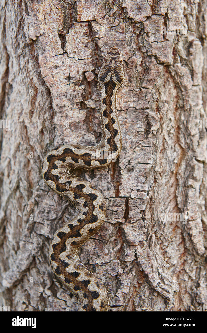 Snake camouflage. Vipera aspis detail on a trunk surface. Vertical ...