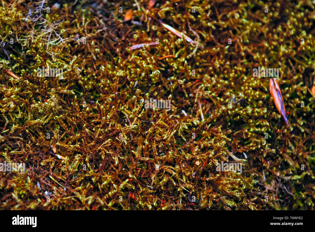 green moss background texture beautiful in nature Stock Photo - Alamy